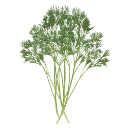 Menuette Parsley Seeds